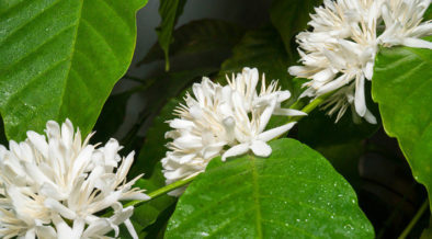 Del blanco al negro, todos los colores del café